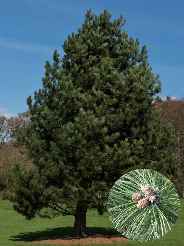 Pin negru (Pinus nigra)