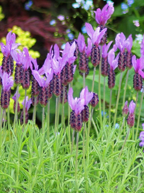 Levantica (Lavandula stoechas Victory)