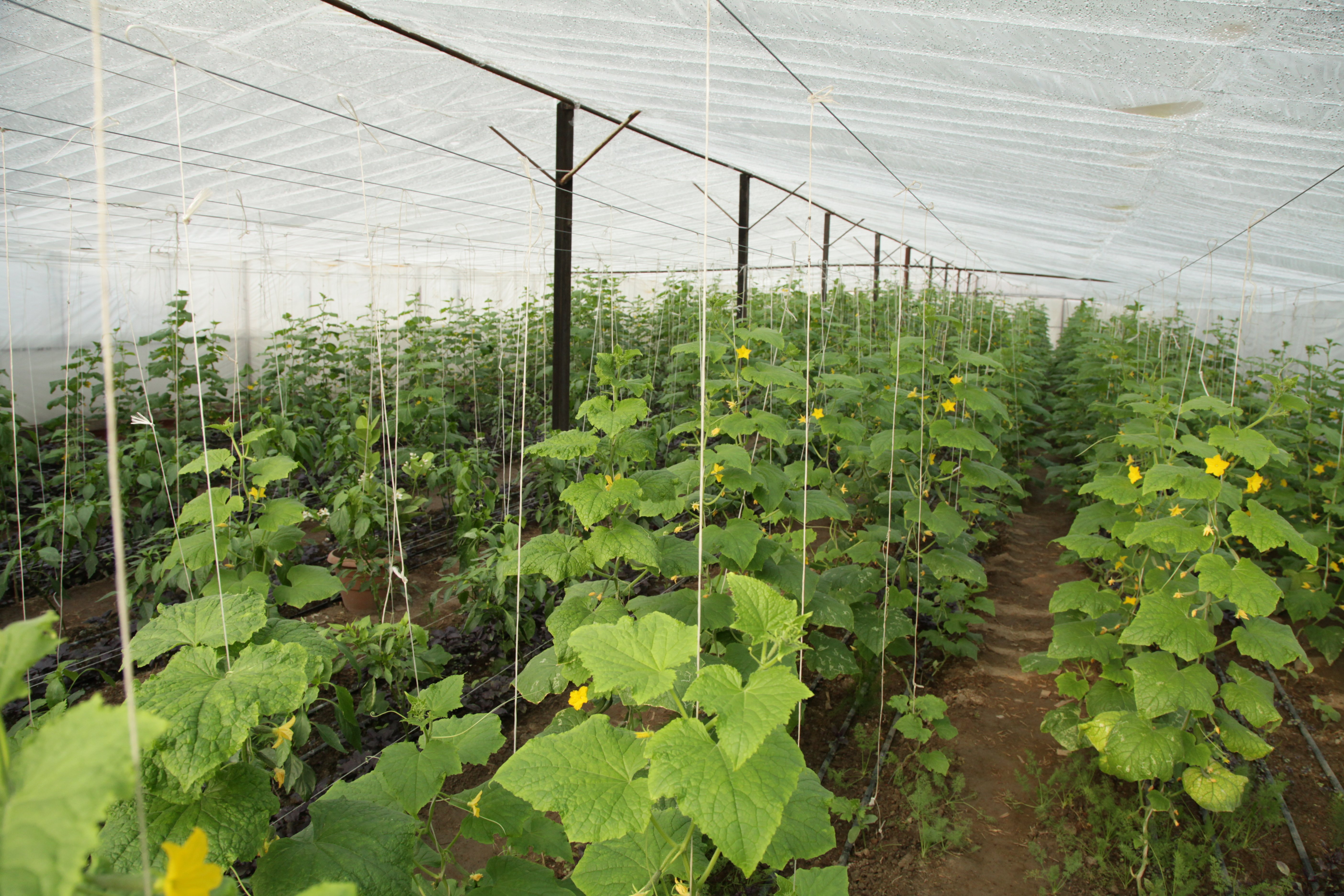 Cultura de castraveti in solar: ghid esential pentru o recolta bogata