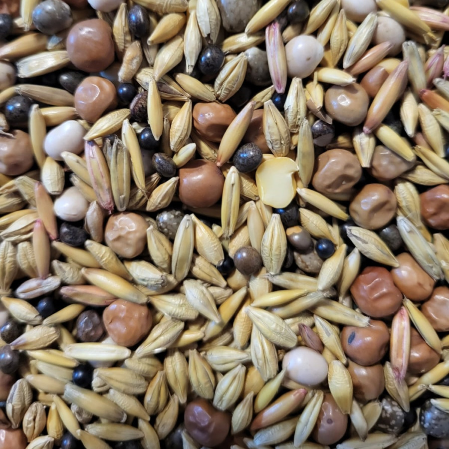 De vanzare seminte de plante siderate pentru gradina