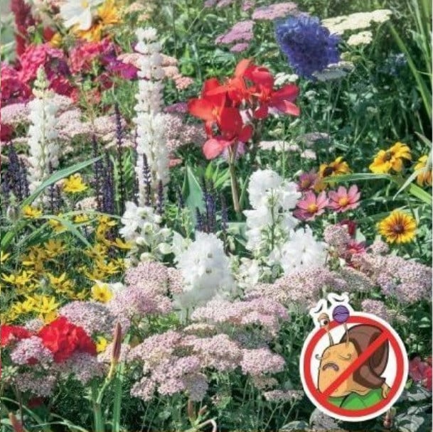 Seminte facelia melifera de vanzare la cel mai mic pret. Ideala pentru ...