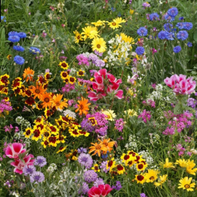 Seminte facelia melifera de vanzare la cel mai mic pret. Ideala pentru ...