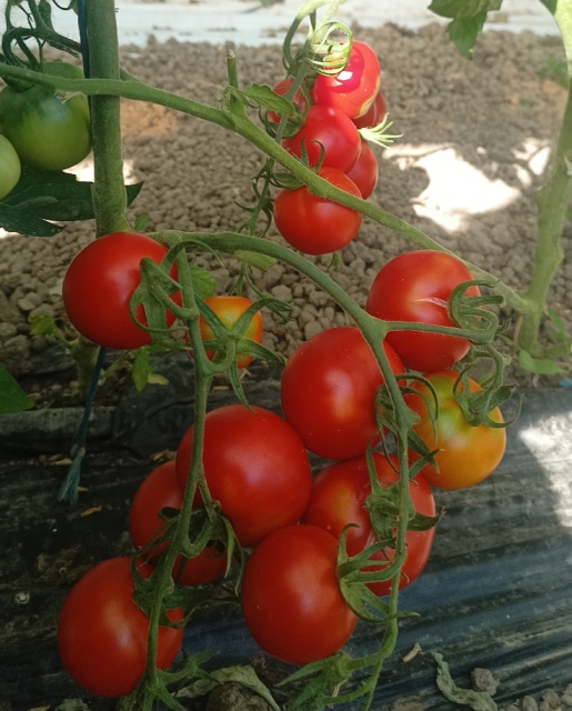 ROSII CRISTINICA, 50 semințe