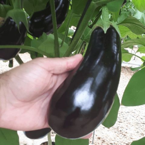 Seminte romanesti de legume- PRODUCATOR (persoana fizica) - Legume cu ...