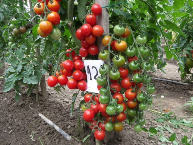 Seminte romanesti de legume- PRODUCATOR (persoana fizica) - Legume cu ...