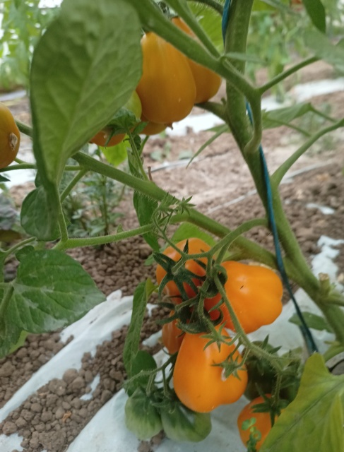 ROSII PARĂ GALBENE, 100 semințe