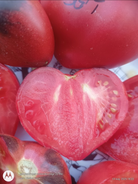 ROSII SGT PEPPER, 50 semințe