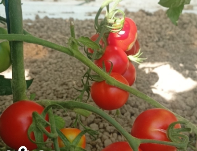ROSII CRISTINICA, 50 semințe