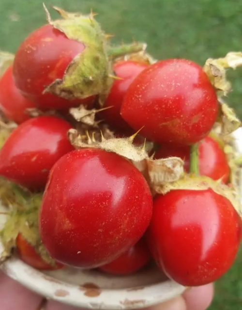 Seminte romanesti de legume- PRODUCATOR (persoana fizica) - Legume cu ...