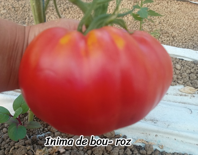 ROSII INIMA DE BOU ROZ, 50 semințe