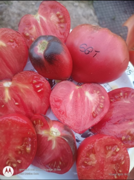 ROSII SGT PEPPER, 50 semințe