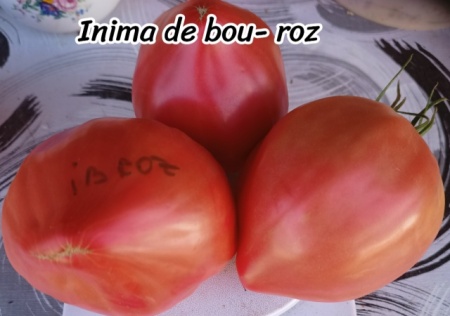 ROSII INIMA DE BOU ROZ, 50 semințe