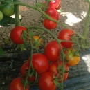 ROSII CRISTINICA, 50 semințe