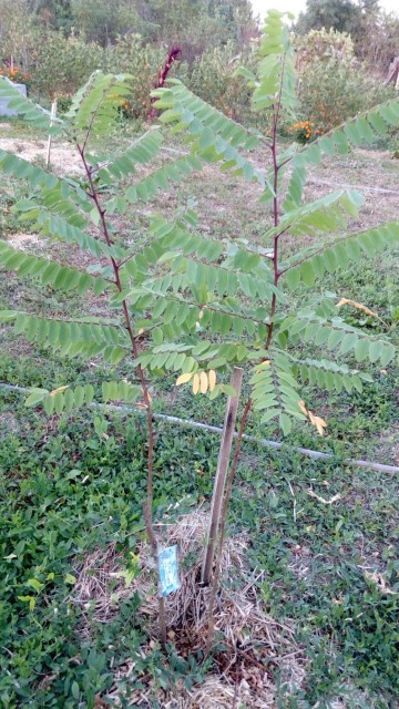 Salcam roz-Robinia Hispida