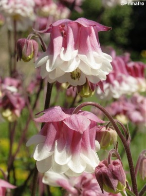 Caldarusa-Aquilegia vulgaris Pink Petticoat