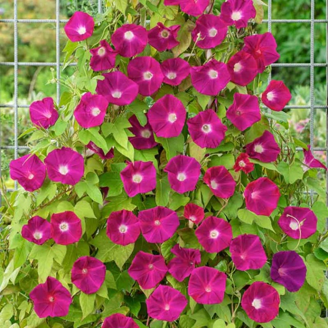 Zorele-Ipomoea Scarlet O'Hara