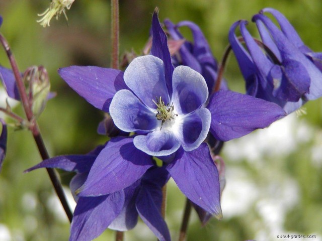 Caldarusa-Aquilegia vulgaris-European columbine