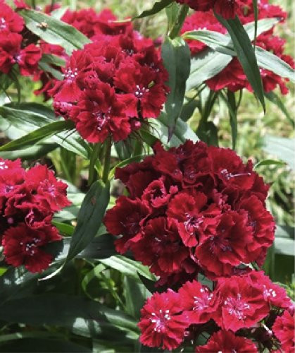 Dianthus barbatus-Garoafa turceasca Black Magic