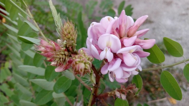 Salcam roz-Robinia Hispida