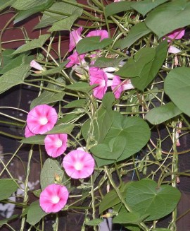 Zorele-Ipomoea Carnivale di Venezia