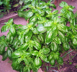 Seminte aromatice si medicinale - Seminte si plante de gradina