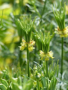 Nigella Orientalis Transformer