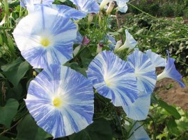 Moonflower-Ipomoea alba