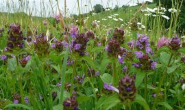 Busuioc de camp-Prunella Vulgaris
