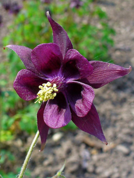 Caldarusa-Aquilegia vulgaris Double Rubies