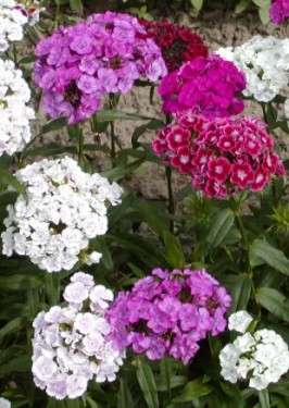 Dianthus barbatus-Garoafa turceasca