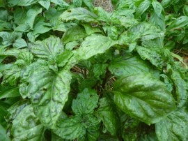 Seminte aromatice si medicinale - Seminte si plante de gradina