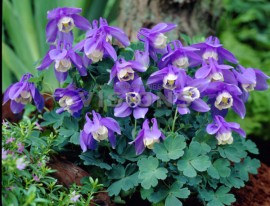 Seminte de flori - Seminte si plante de gradina