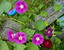 Zorele-Ipomoea Carnivale di Venezia