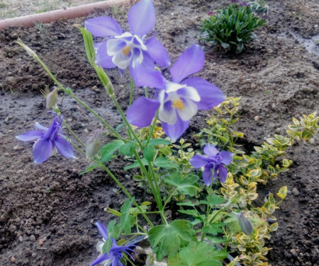 Caldarusa-Aquilegia vulgaris Double Rubies