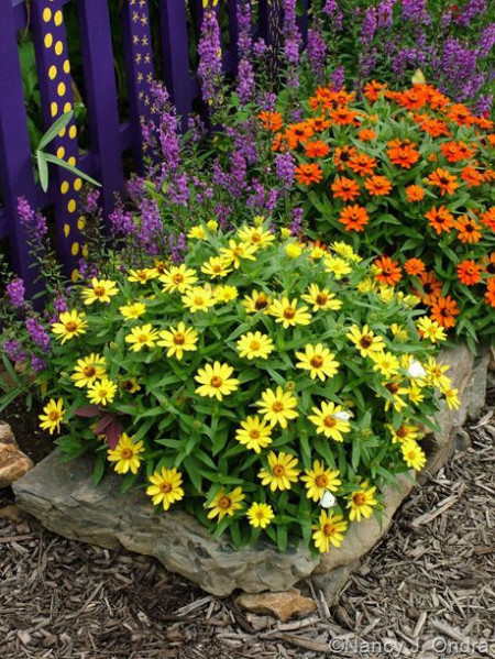 Carciumareasa Profusion mix