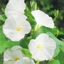 Moonflower-Ipomoea alba