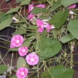 Zorele-Ipomoea Carnivale di Venezia