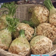 Telina de radacina Giant Prague