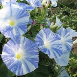 Zorele-Ipomoea Carnivale di Venezia