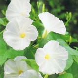 Moonflower-Ipomoea alba