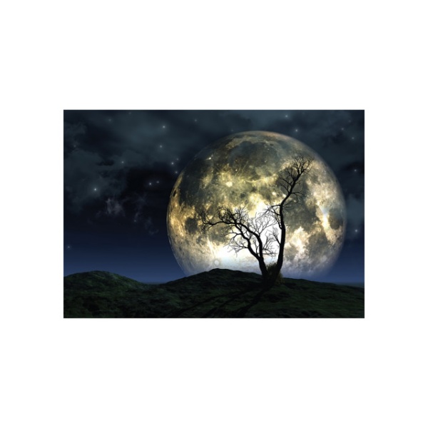 Foto Tapet Silueta De Copac In Lumina Lunii