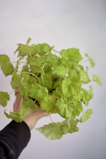 Begonia Rex Lemon (babyplant)