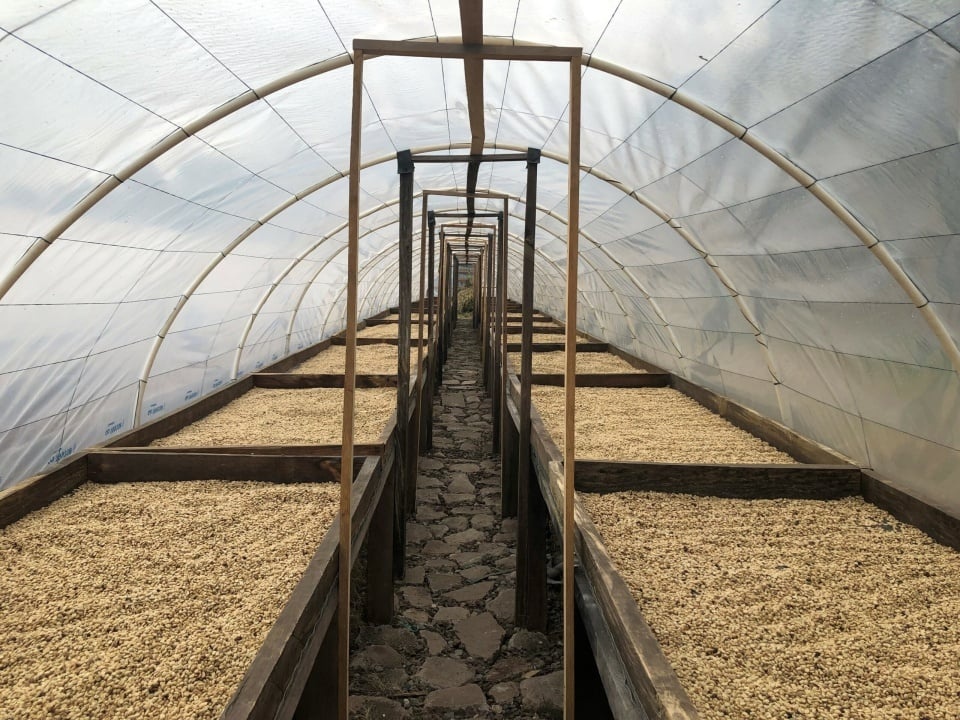 Cafea ecologica de specialitate prajita boabe Arabica Honduras ...