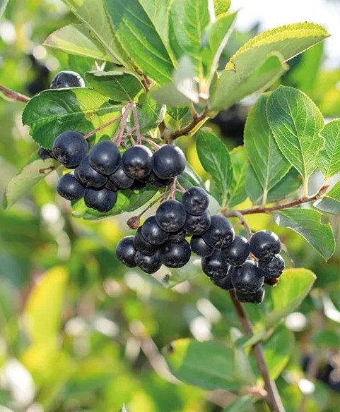 Aronia