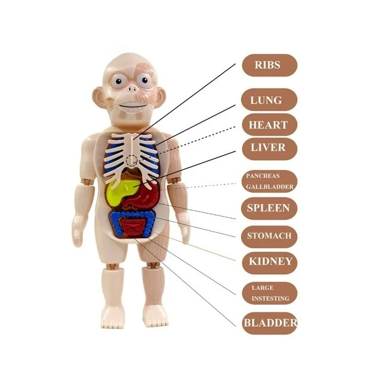 Joc educativ de anatomie cu organe detasabile - Corpul uman