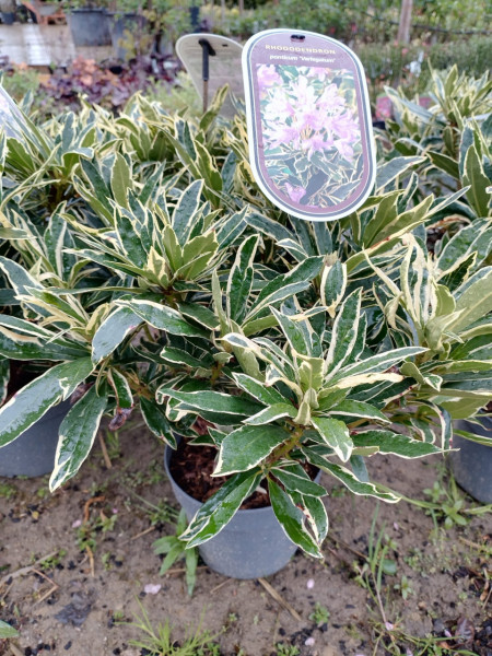 Rhododendron Variegatum roz - ghiveci