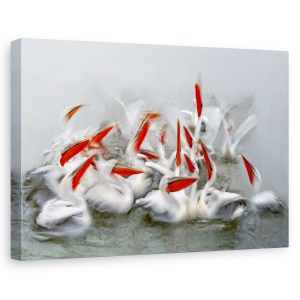 Tablou decorativ canvas Pelicani la Lacul Kerkini