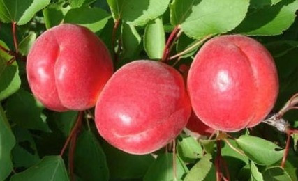 Cais - Grădina Moșului