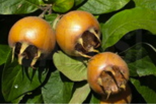 Grădina Moșului - un nou concept de gradina