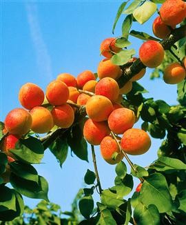 Cais - Grădina Moșului